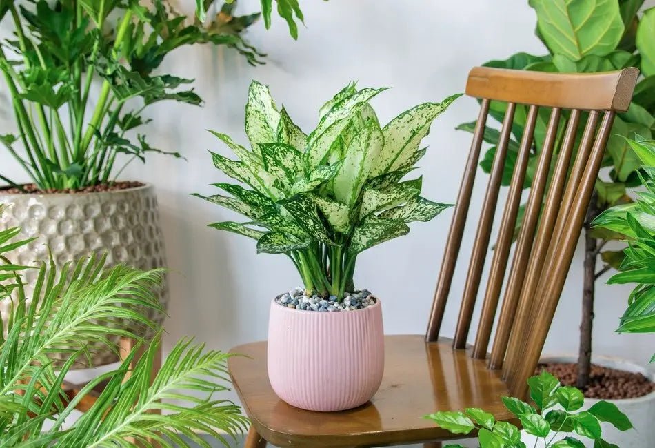 Chinese Evergreen Care Guide: How to Grow, Propagate, and More – INKBIRD