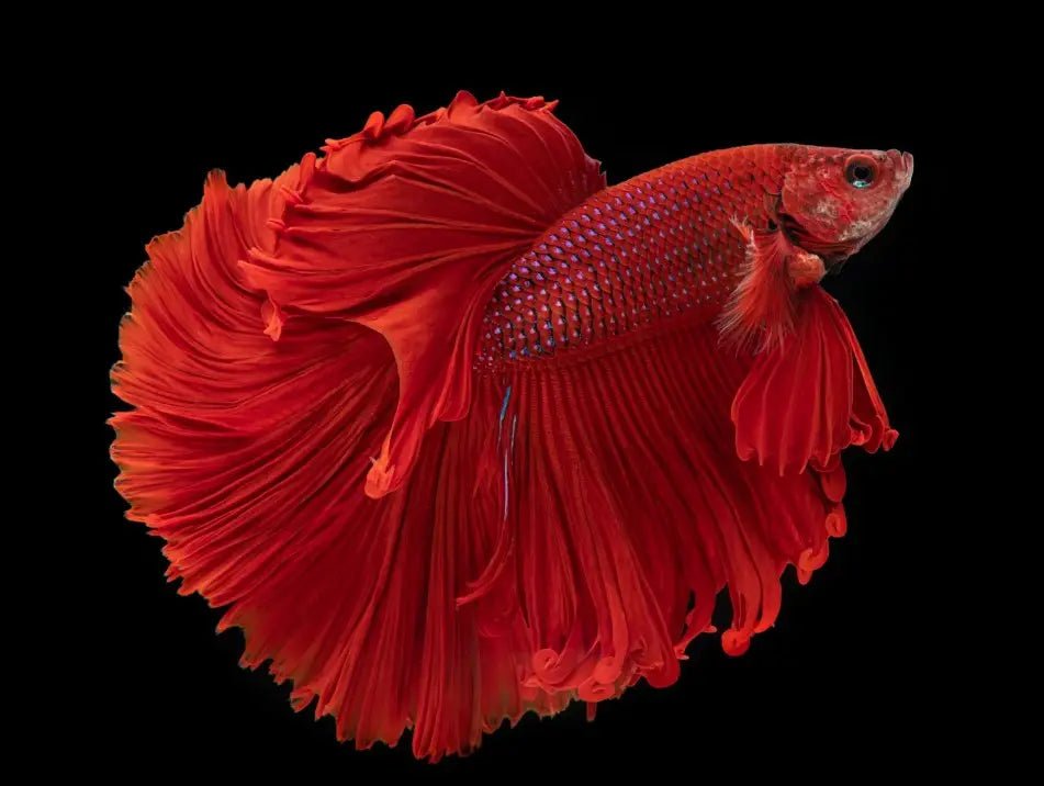 All You Want to Know About Betta Fish: Care Tips, Tricks & FAQs – INKBIRD