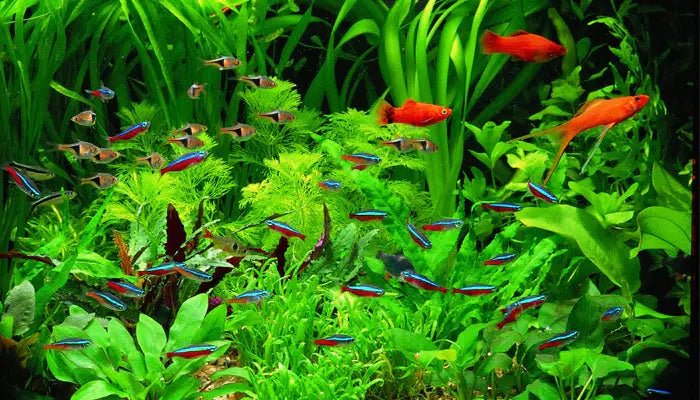 AQUARIUM TIPS: DO NOT COOK YOUR FISH! – INKBIRD