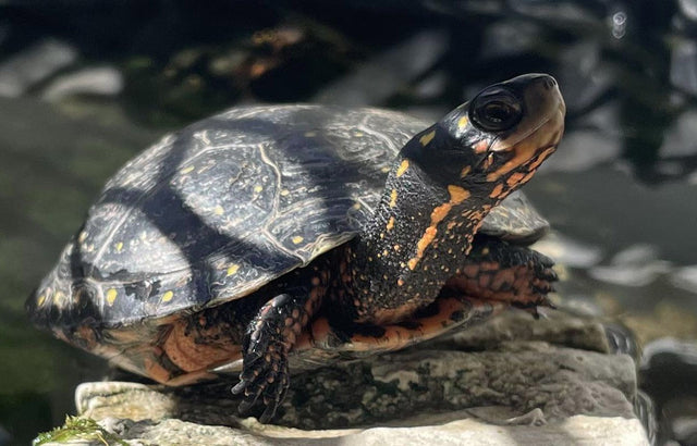 Pet Aquatic Turtle Care Guide: Lifespan, Tank Setup, Food, and More ...