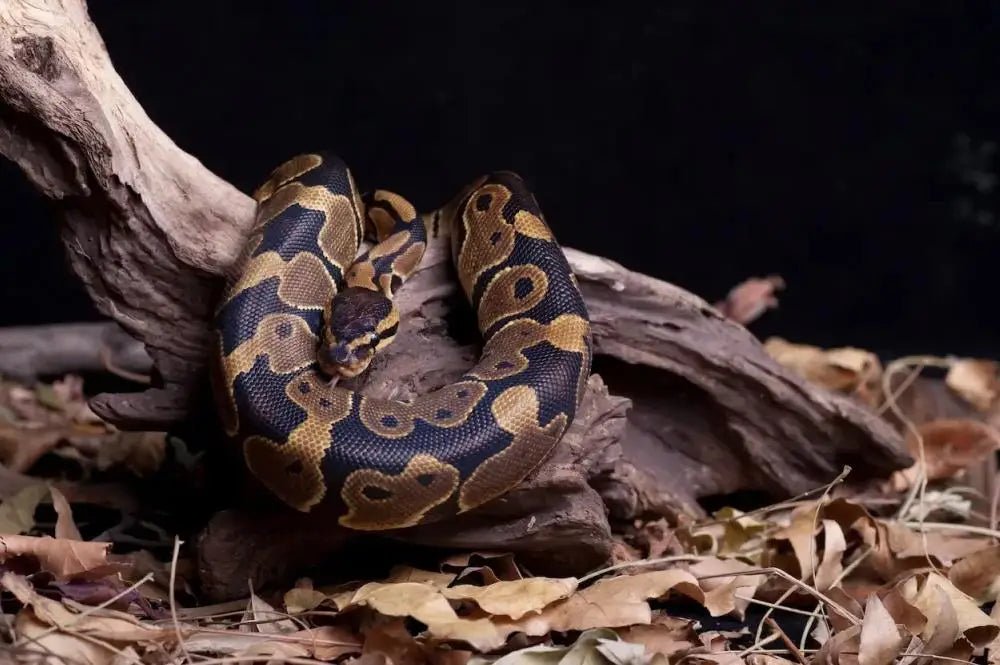 Ball Python Enclosure Ideas: Size, Humidity, Temp, and More – INKBIRD