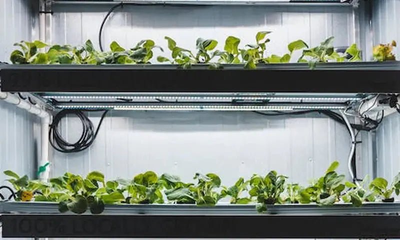 How the Changes of Temp or Humidity Will Affect Our Indoor Plants? How ...