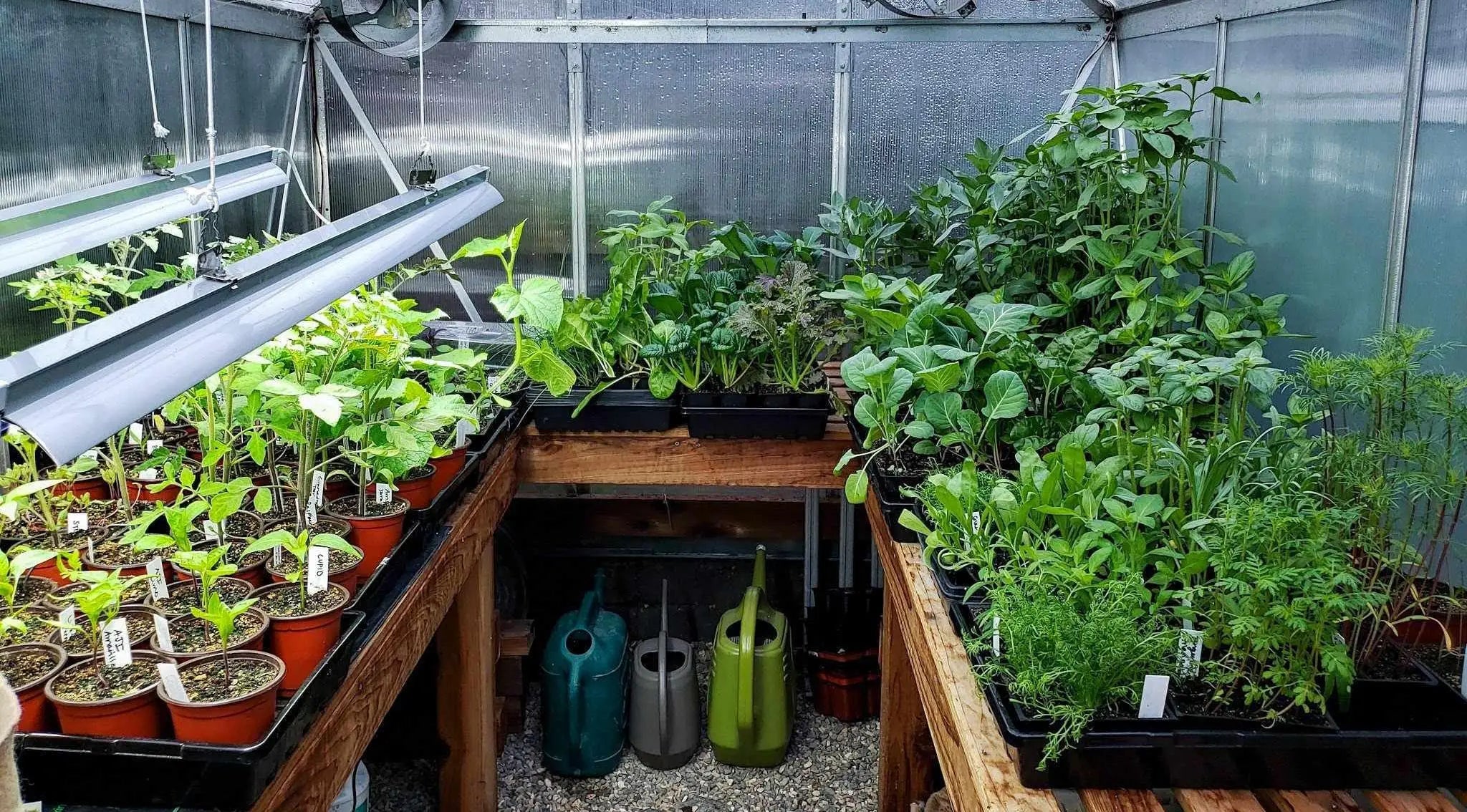 HOW TO: What Will You Need As a Planting Beginner? – INKBIRD