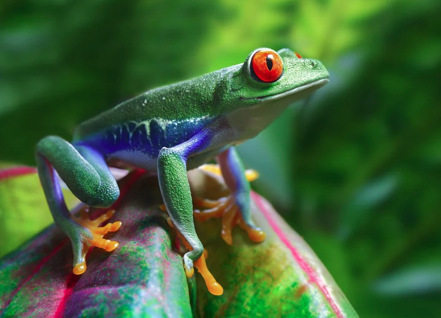 Red-Eyed Tree Frog Care Guide, Facts & Habitat – INKBIRD