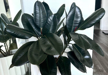 Rubber Plant Care Guide: How to Grow a Rubber Tree Indoors? – INKBIRD